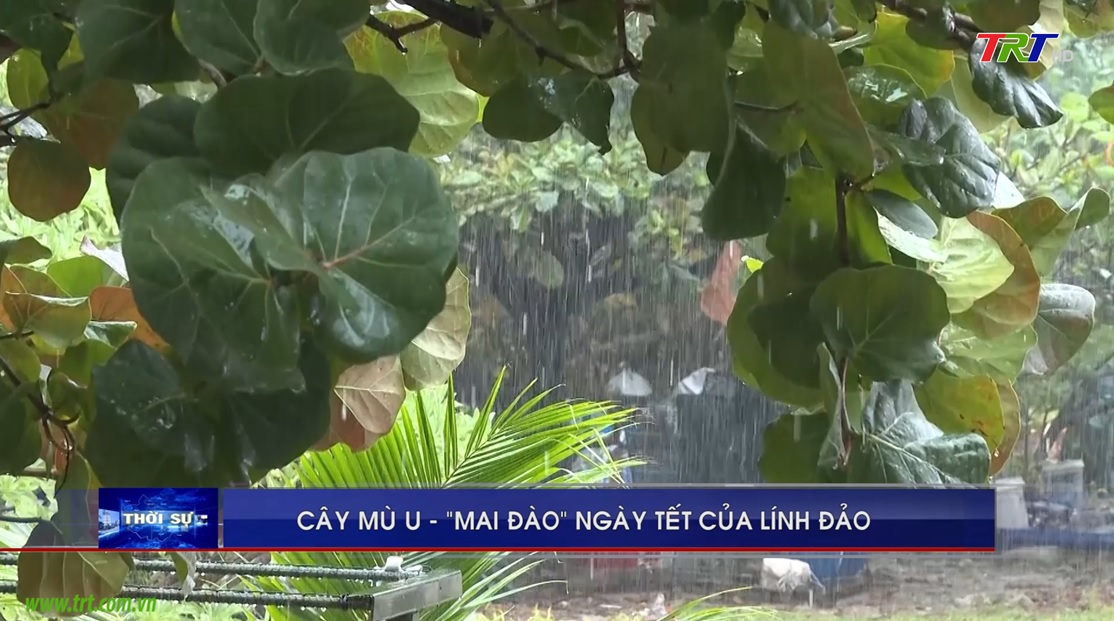 Cây mù u – “mai đào” ngày tết của lính đảo | Báo và Phát thanh, Truyền ...