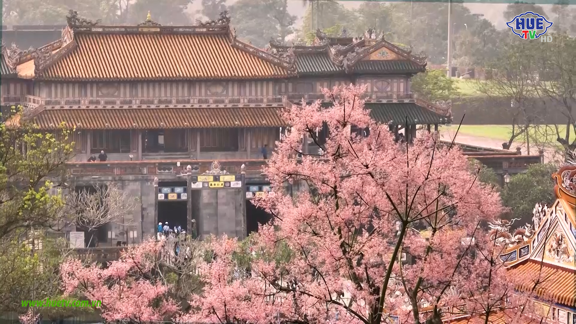 “Vương giả chi hoa” nở rộ trên kinh thành Huế | Báo và Phát thanh ...